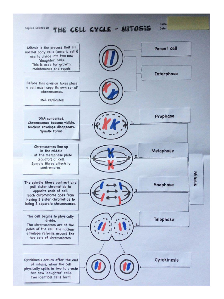 The Cell Cycle And Mitosis 2024 Pdf