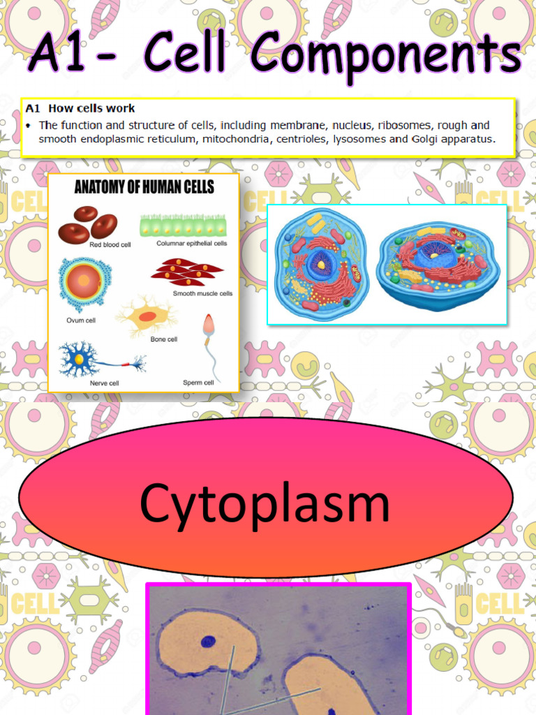 A1 - Cell Components | PDF | Endoplasmic Reticulum | Cell (Biology)