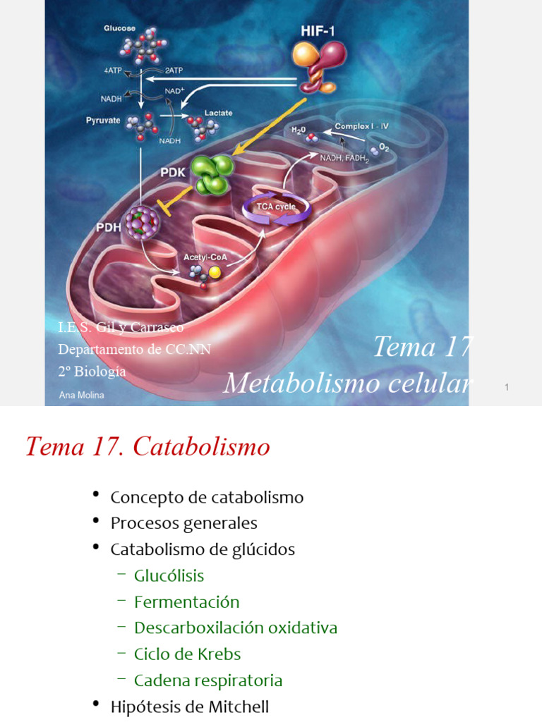 Tema 17. Catabolismo | PDF | Dieta y nutrición | Química