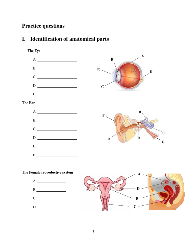 Anatomy & Physiology Quiz Prep | PDF | Skin | Ear