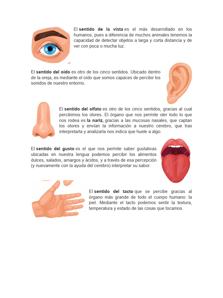 Los 5 Sentidos de La Vista | PDF