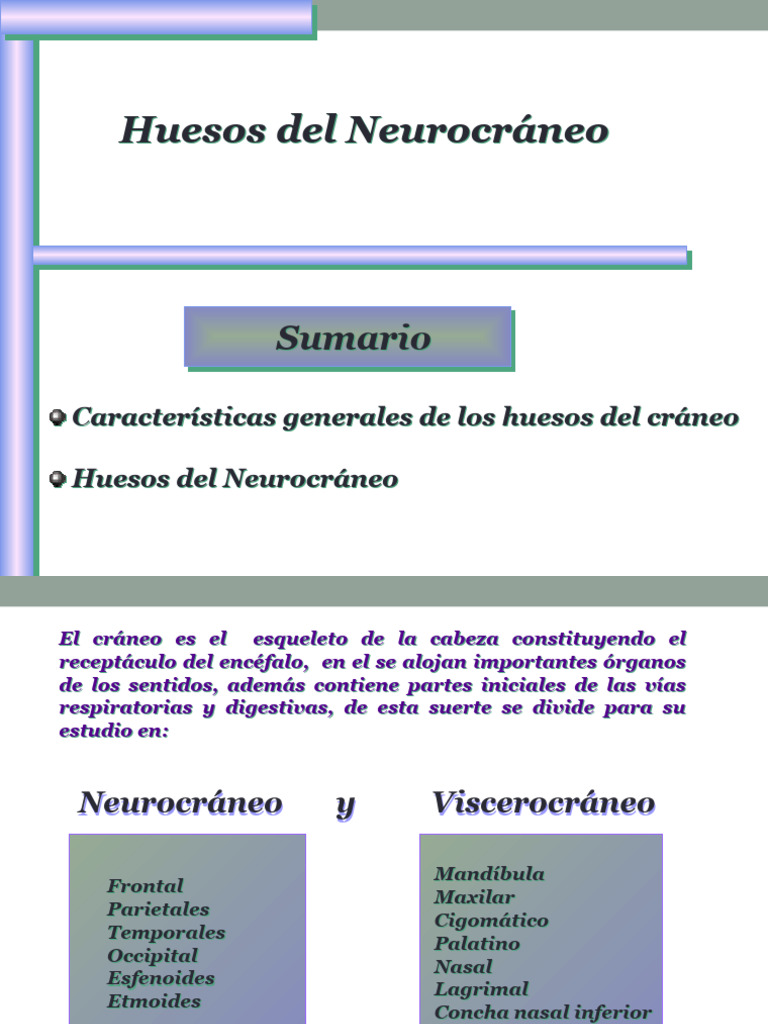 5 Tema Huesos Del Neurocraneo Nuevo | PDF | Cráneo | Anatomía