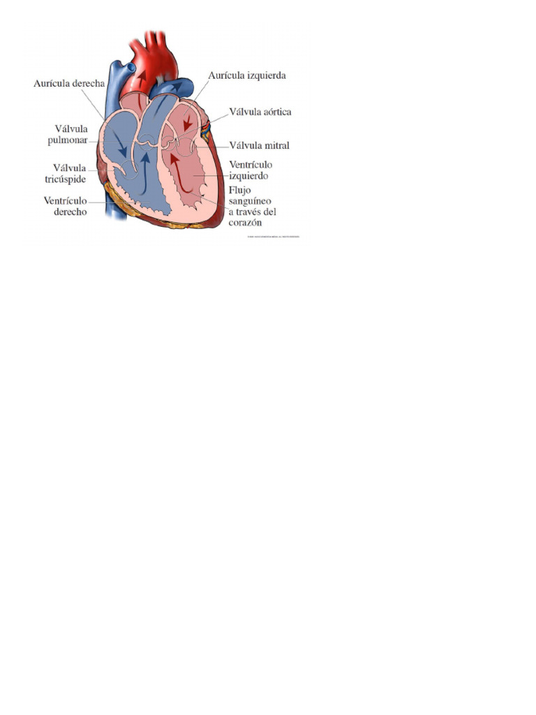 Anatomia Del Corazon Pdf