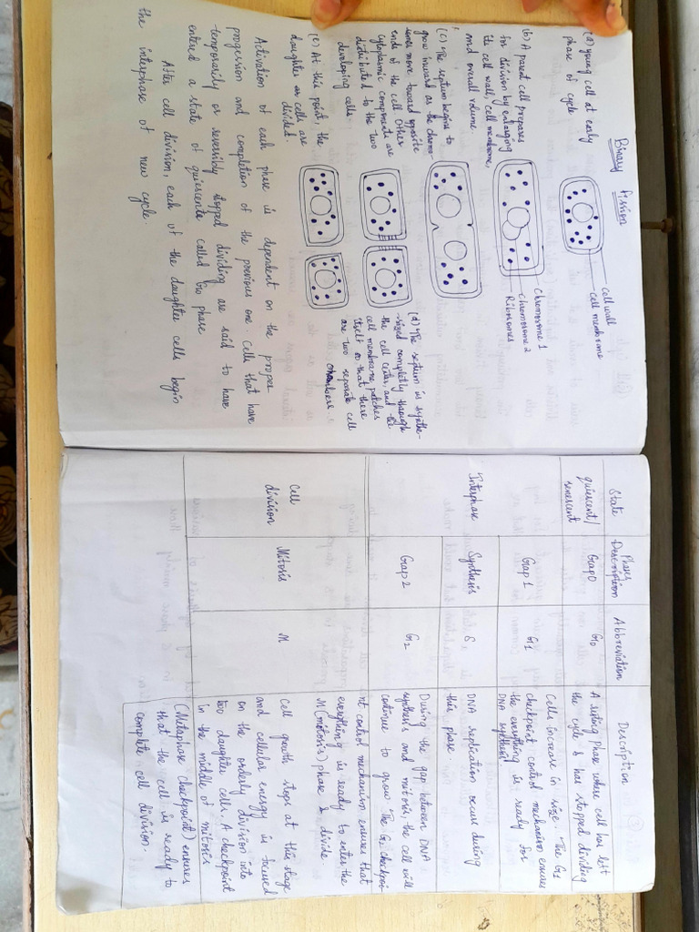 Cell&molecular Biotechnology | PDF