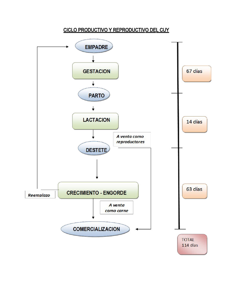 CICLO PRODUCTIVO Y REPRODUCTIVO DEL CUY | PDF