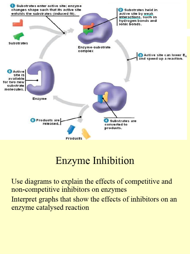 Lesson 6 Inhibitors | PDF | Enzyme Inhibitor | Enzyme