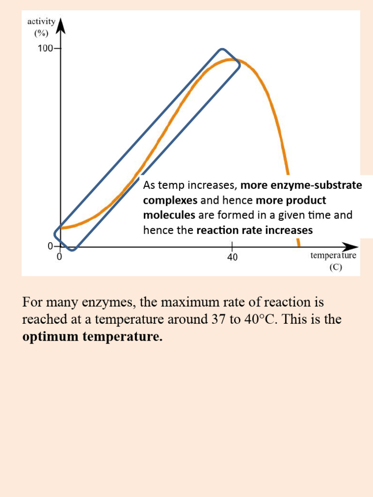 Lesson 4 Effect of Temperature On Enzyme Activity | PDF | Science ...