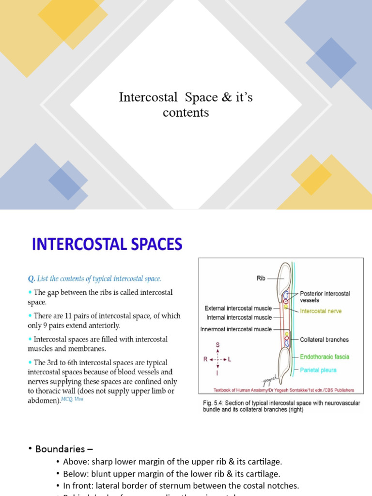 Anatomy of Intercostal Spaces | PDF