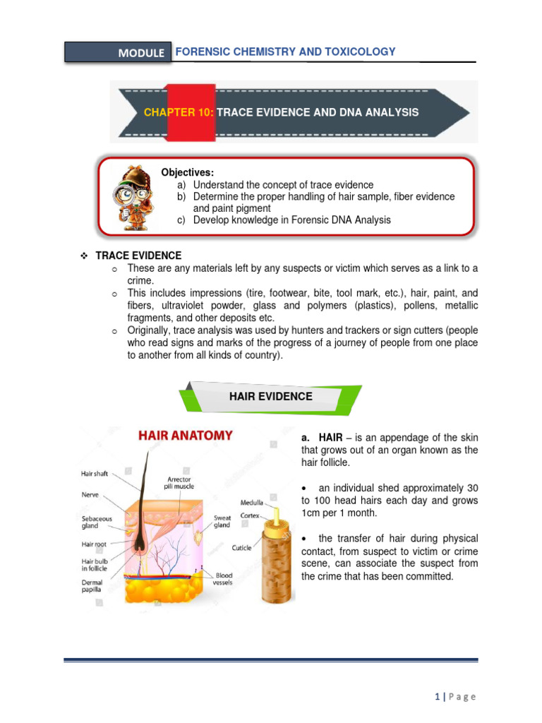 Hair Evidence in Forensic Analysis | PDF | Electromagnetic Radiation ...
