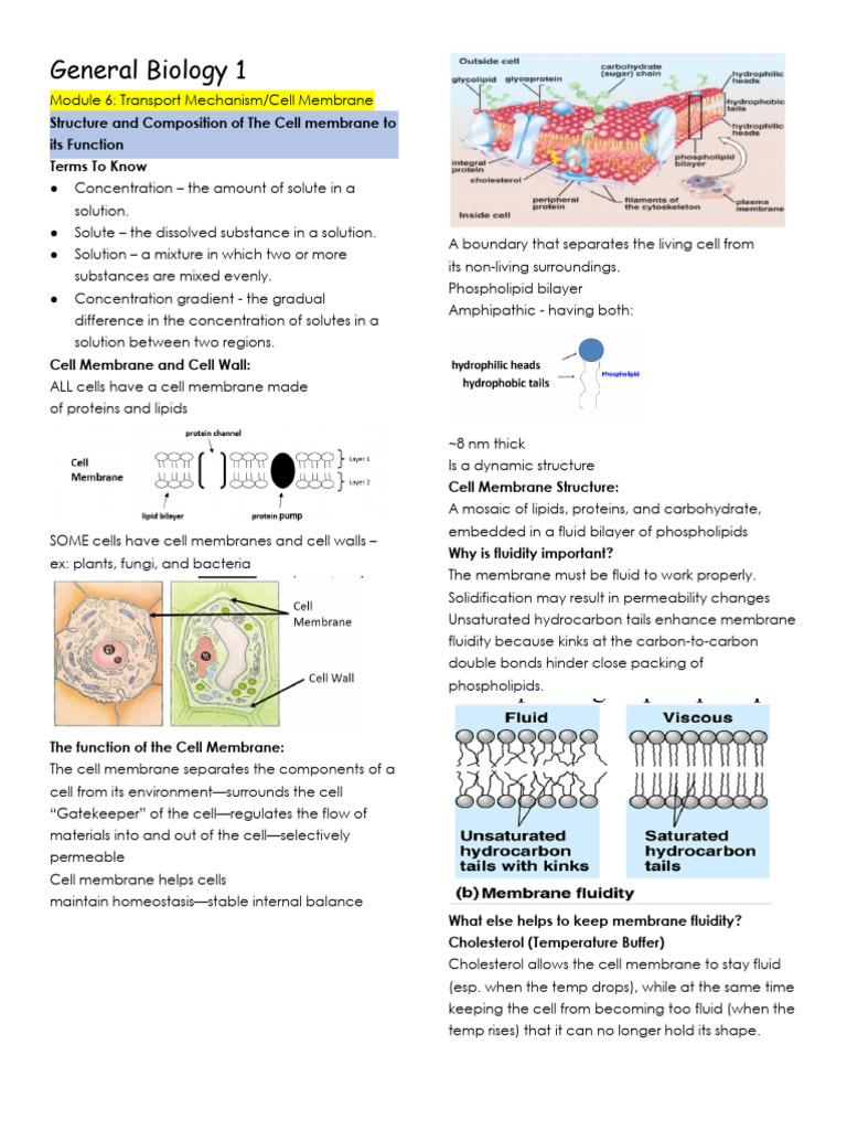 Gen Bio | PDF | Cellular Respiration | Photosynthesis