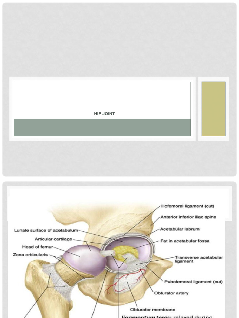 Hip Joint. | PDF | Hip | Musculoskeletal System