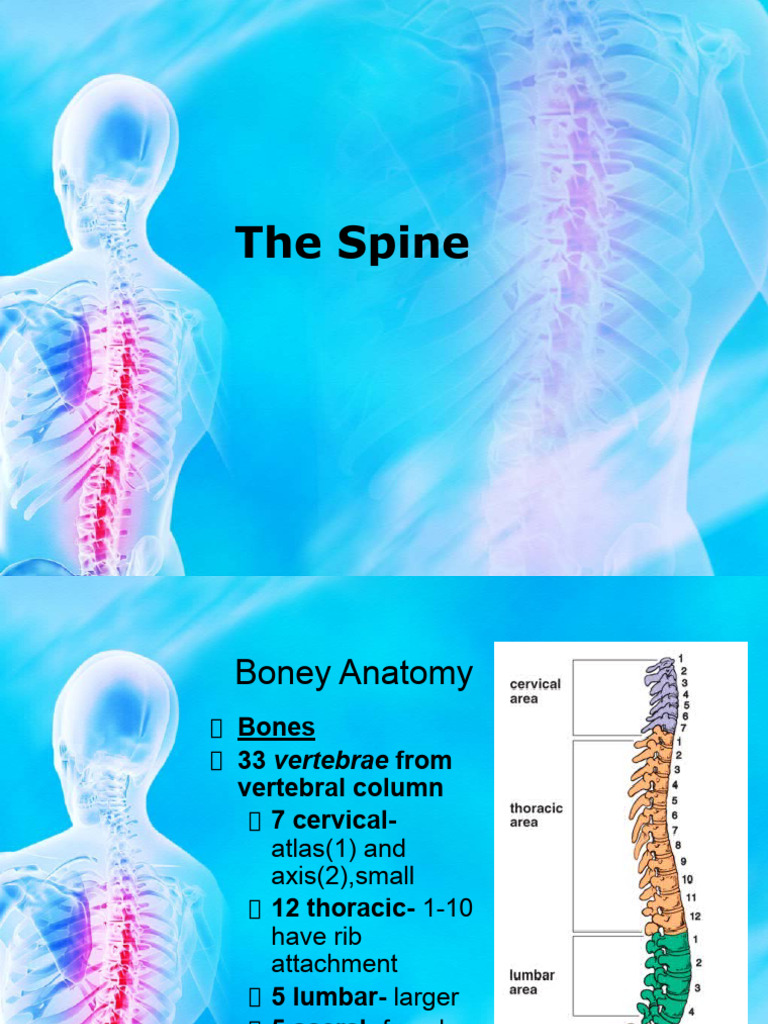 The Spine | PDF | Pelvis | Spinal Cord