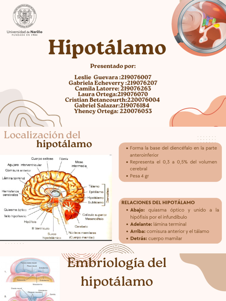 Estructura y Funciones del Hipotálamo | PDF | Hipotálamo | Glándula pituitaria