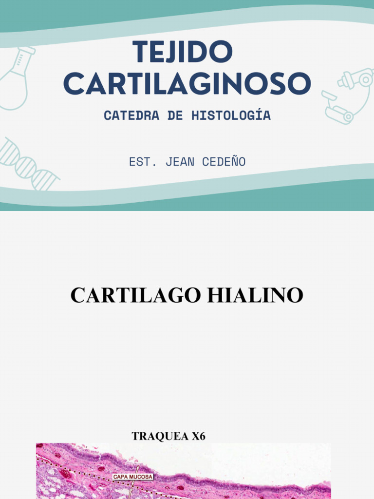 Histologia Tejido Cartilaginoso | PDF