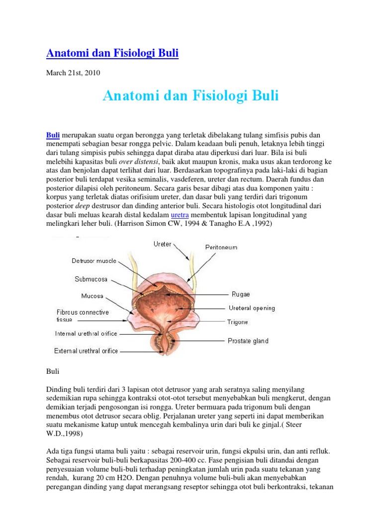 Anatomi Dan Fisiologi Buli | PDF