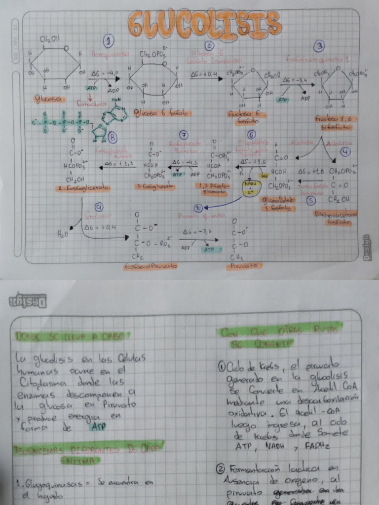 Ruta Metabolica - Santiago Badillo Lozano - Seccion 3 | PDF