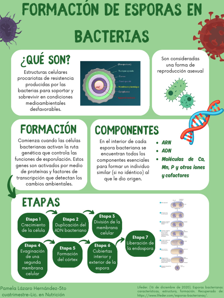 Formación de Esporas en Bacterias | PDF | Las bacterias | Biología Celular)