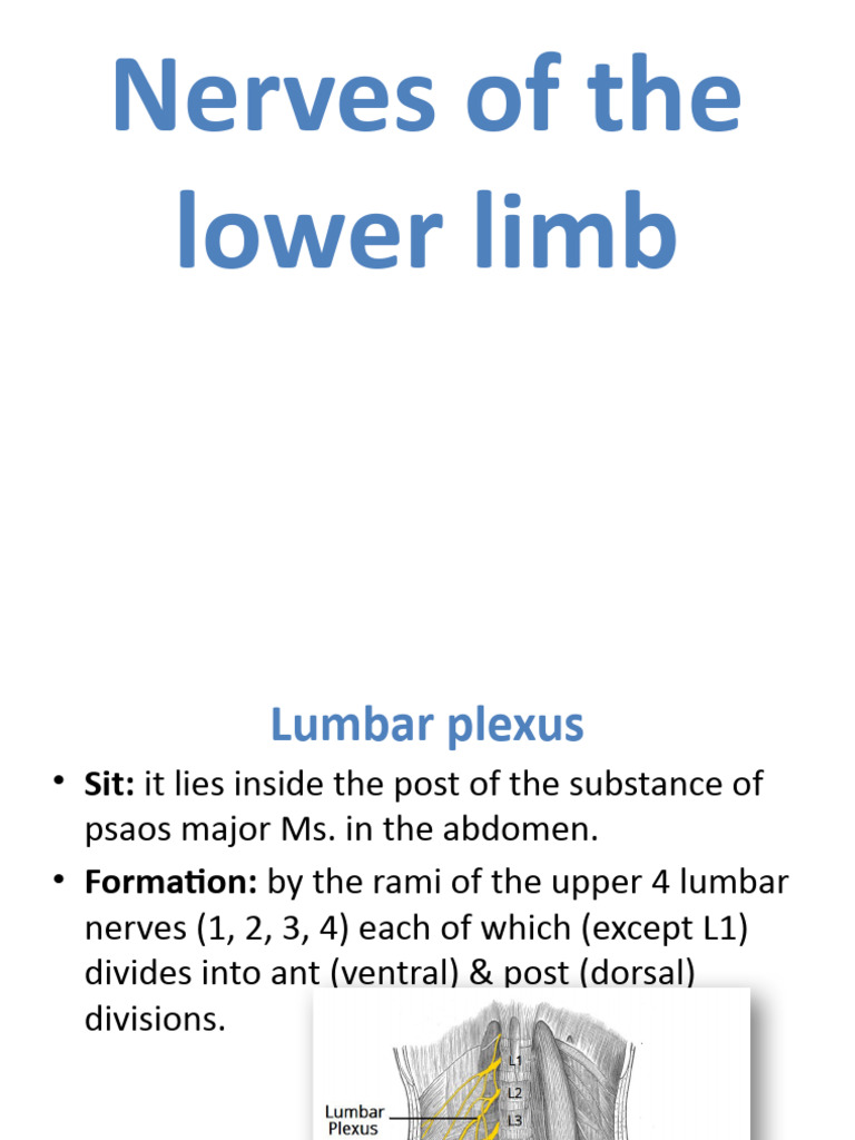 Nerves Nerve of Lower Limb | PDF | Human Leg | Foot