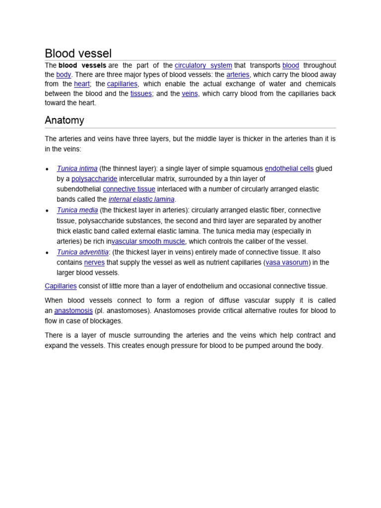 Blood Vessel | PDF | Blood Vessel | Artery