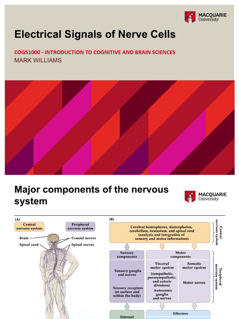 Electrical Signals | PDF | Action Potential | Neuron