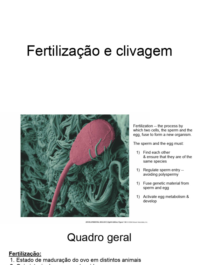 Slides Comentados Fertilização e Clivagem | PDF | Fertilização | Biologia