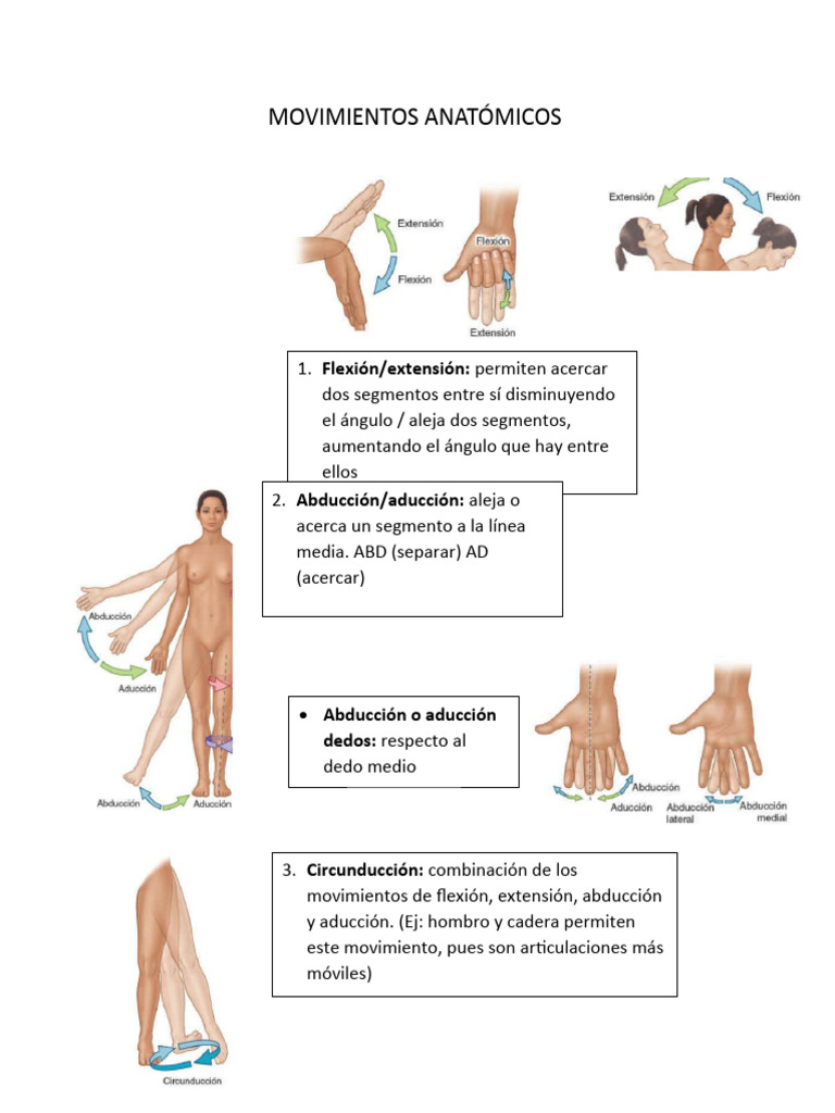 Movimientos Anatómicos | PDF
