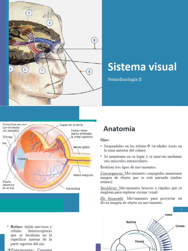 Sistema Visual | PDF | Percepción visual | Sistema visual