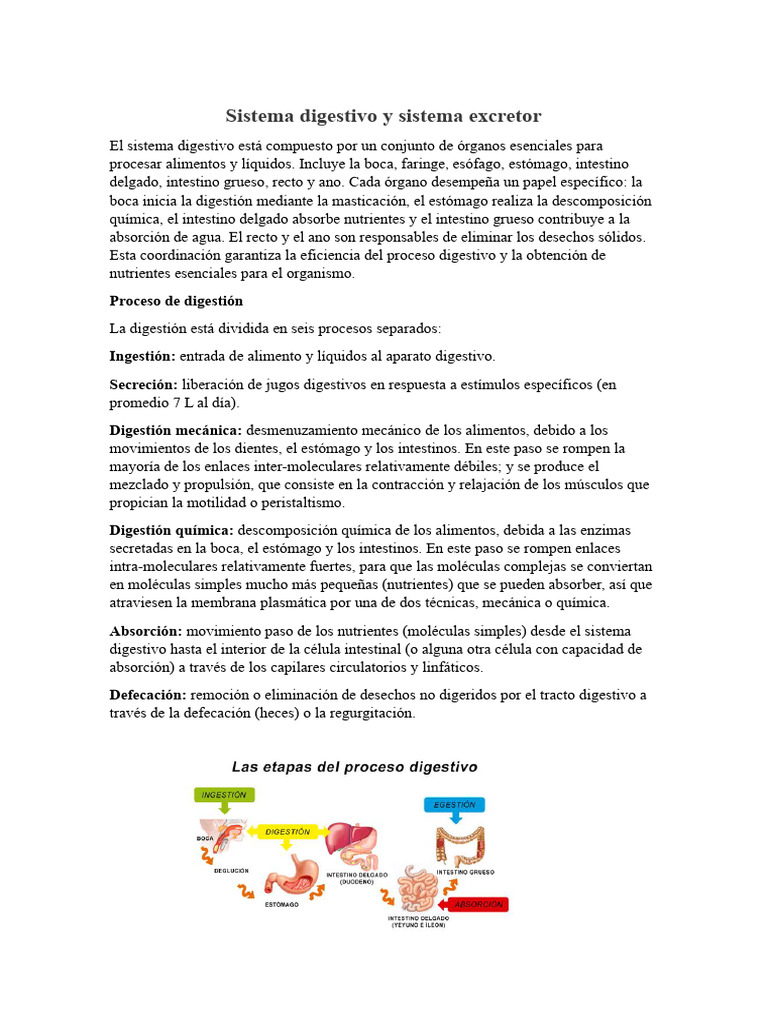 Sistema Digestivo y Sistema Excretor | PDF | Digestión | Riñón