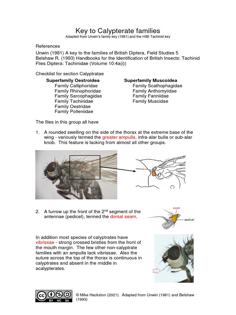 Key To The British Families of Section Calyptratae | PDF