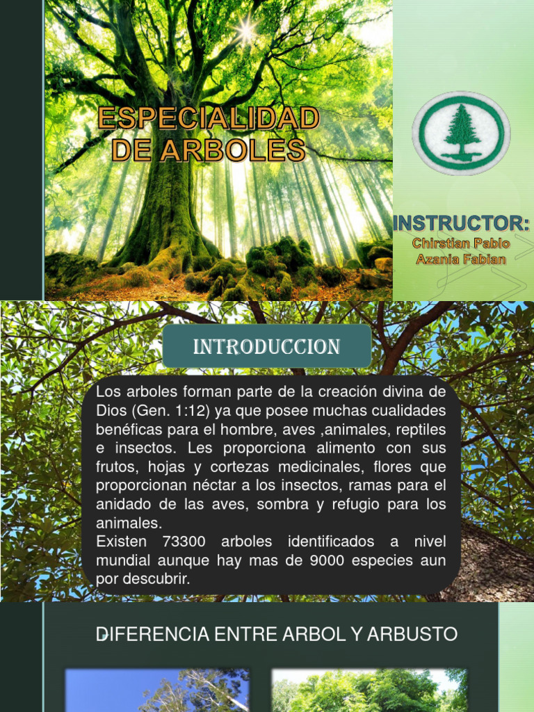ARBOLES 1 primera parte | PDF | Arboles | Hoja