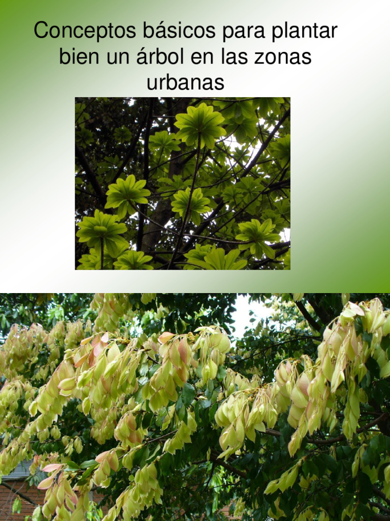 Conceptos Básicos para Plantar Bien Un Árbol | PDF | Suelo | Arboles