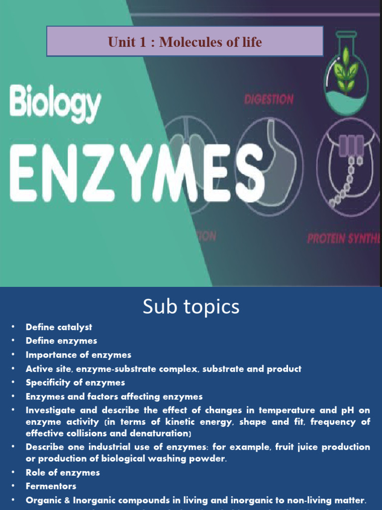 MYP 4 Enzymes | PDF