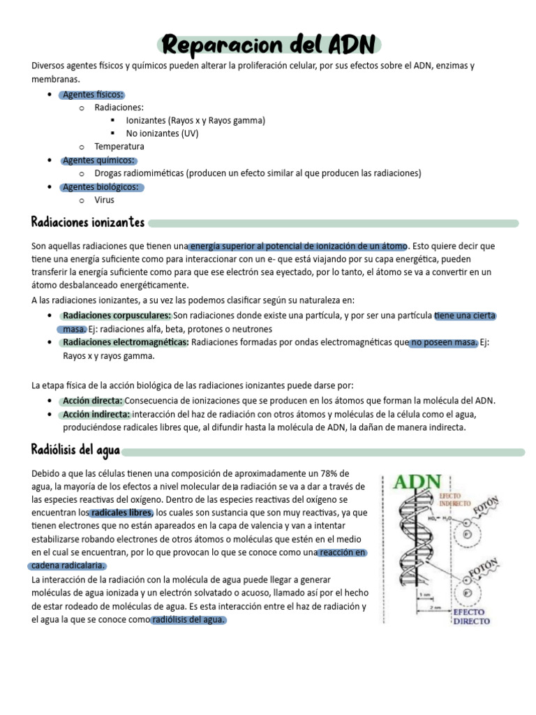 Reparacion Del ADN | PDF | Reparación de adn | Radiación