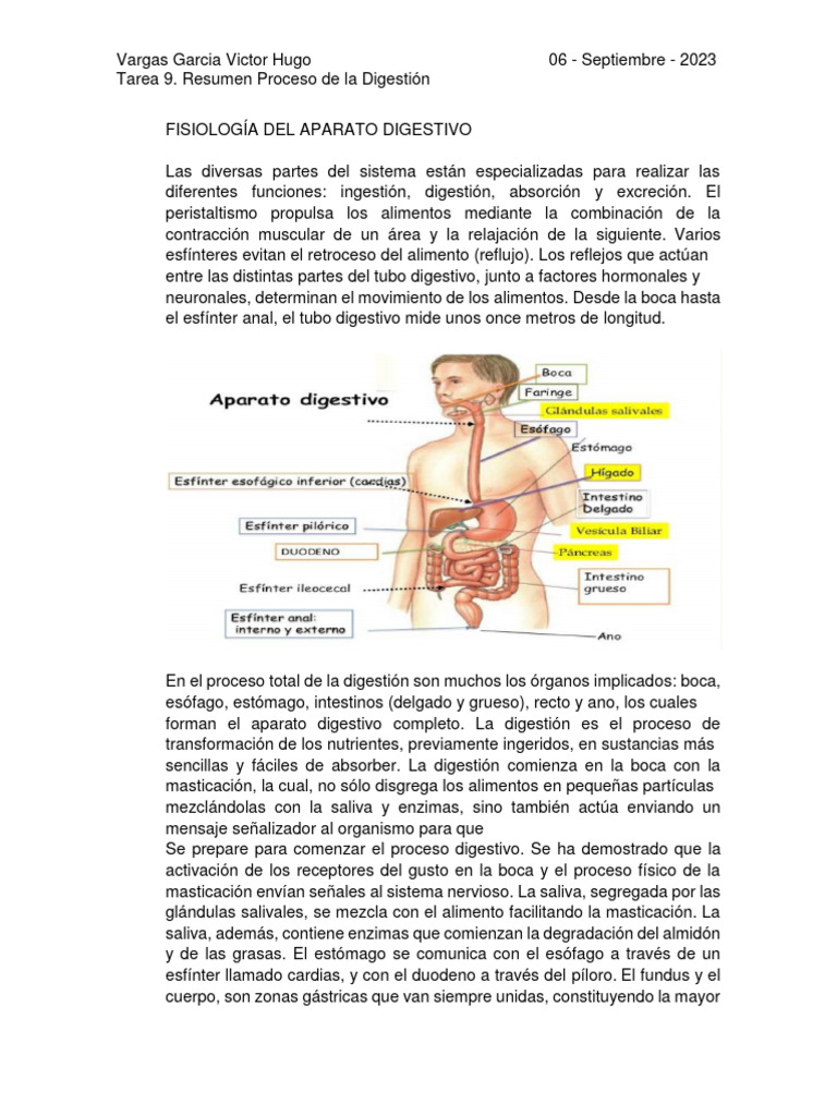 Vargas Garcia Victor Hugo - Tarea 9. Resumen Proceso de La Digestion | PDF | Digestión | Sistema ...
