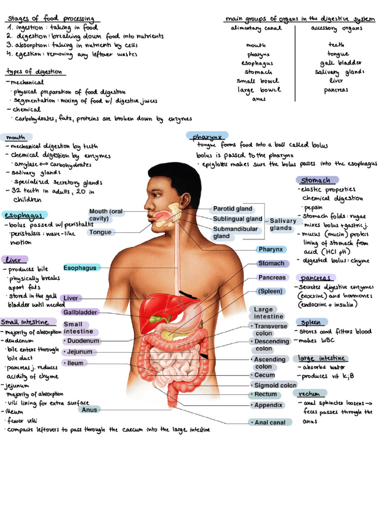 Digestive System | PDF | Human Digestive System | Morphology (Biology)