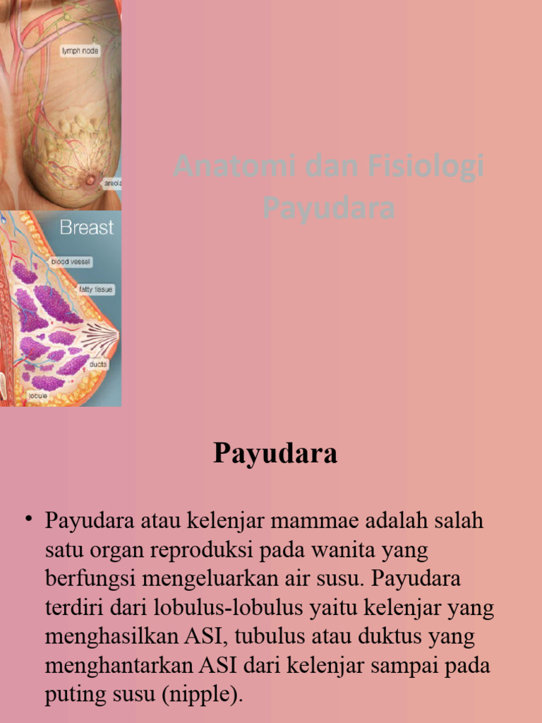Anatomi Dan Fisiologis Payudara | PDF