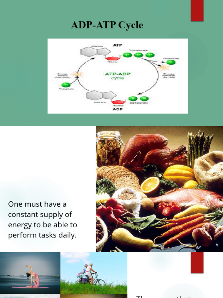 2 ATP ADP Cycle SC | PDF | Adenosine Triphosphate | Adenosine Diphosphate