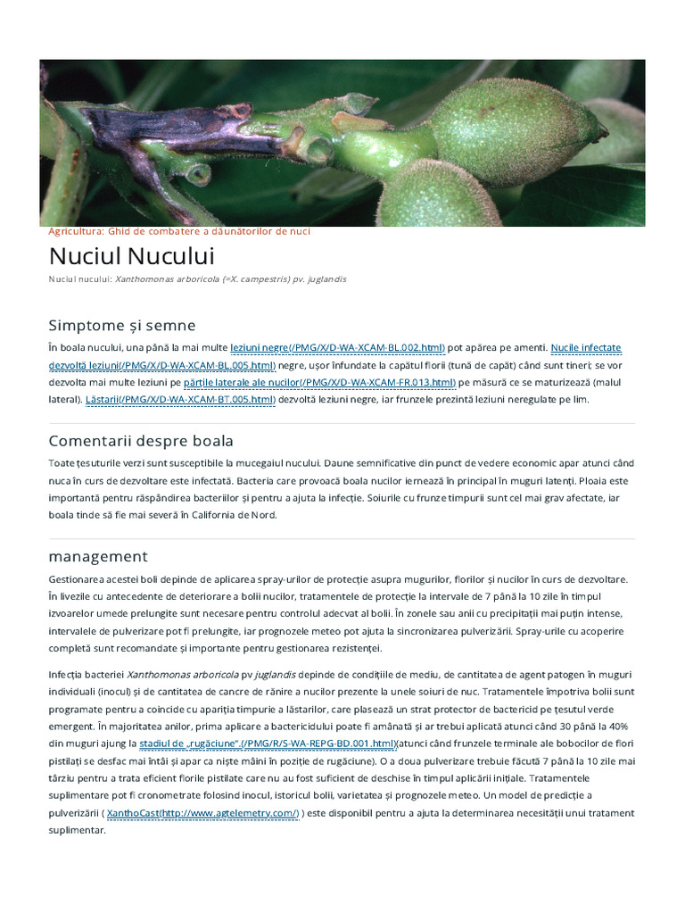 Nuciul Nucului - Nuc - Agricultură - Ghid de Combatere A Dăunătorilor - Programul UC Statewide ...