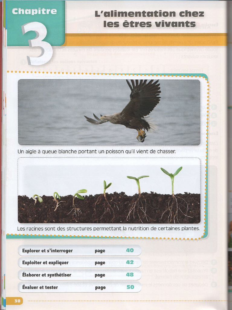 L Alimentation Chez Les Etres Vivants Cours Manuel 1 | PDF