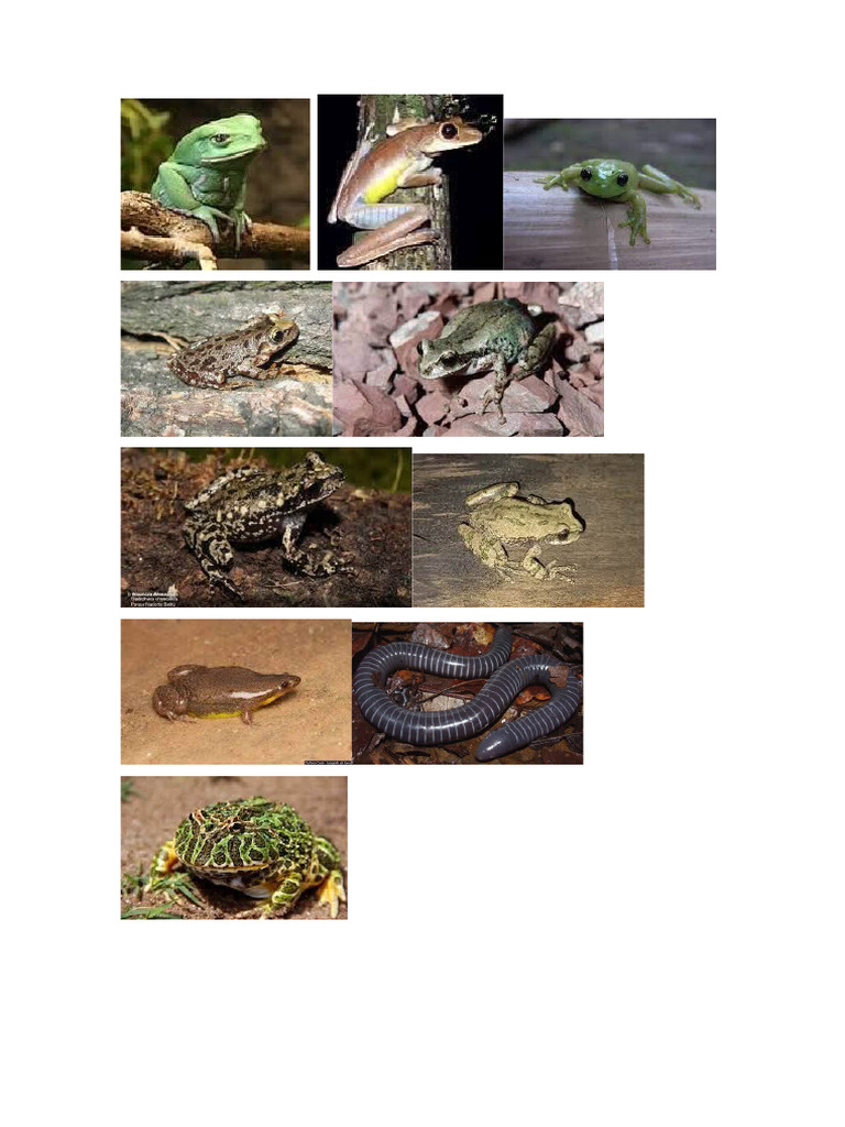 Especies de Anfibios v2 | PDF