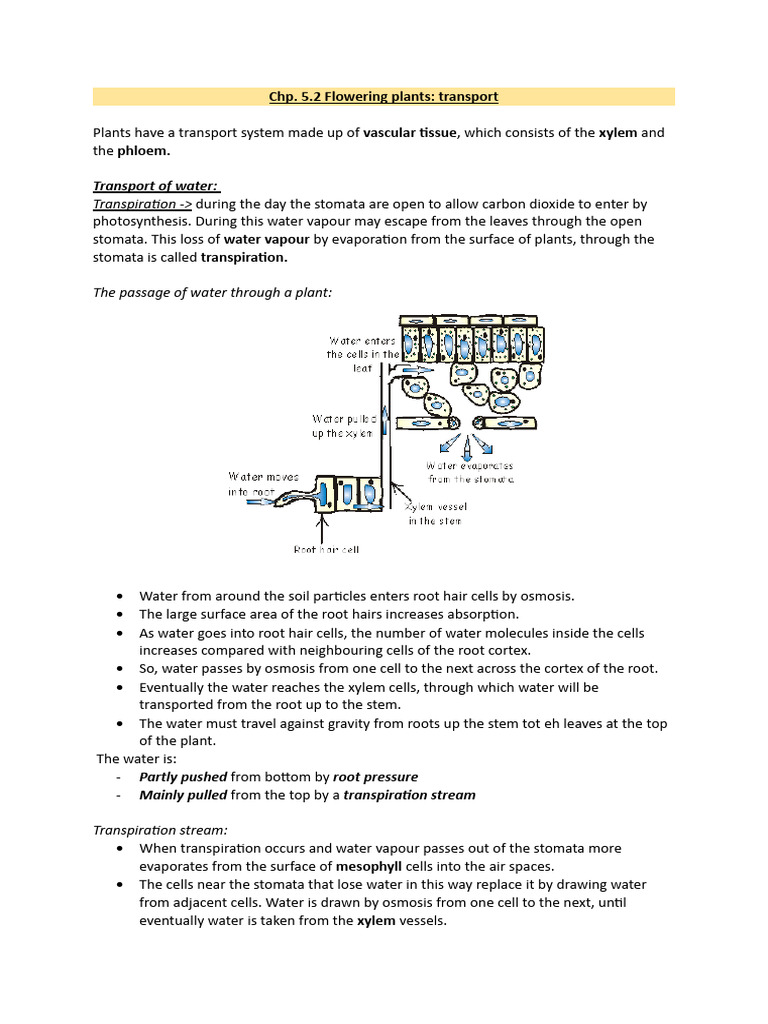 Plant Water Transport System | PDF