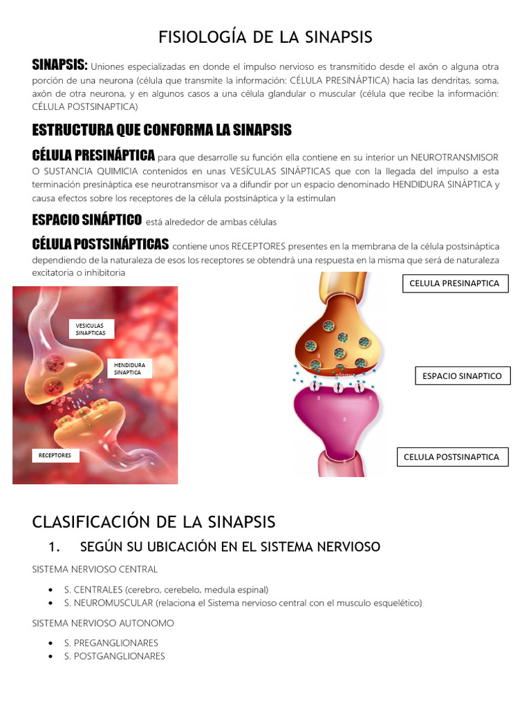 FISIOLOGIA DE LA SINAPSIS Resaltado | PDF | Sinapsis | Unión neuromuscular