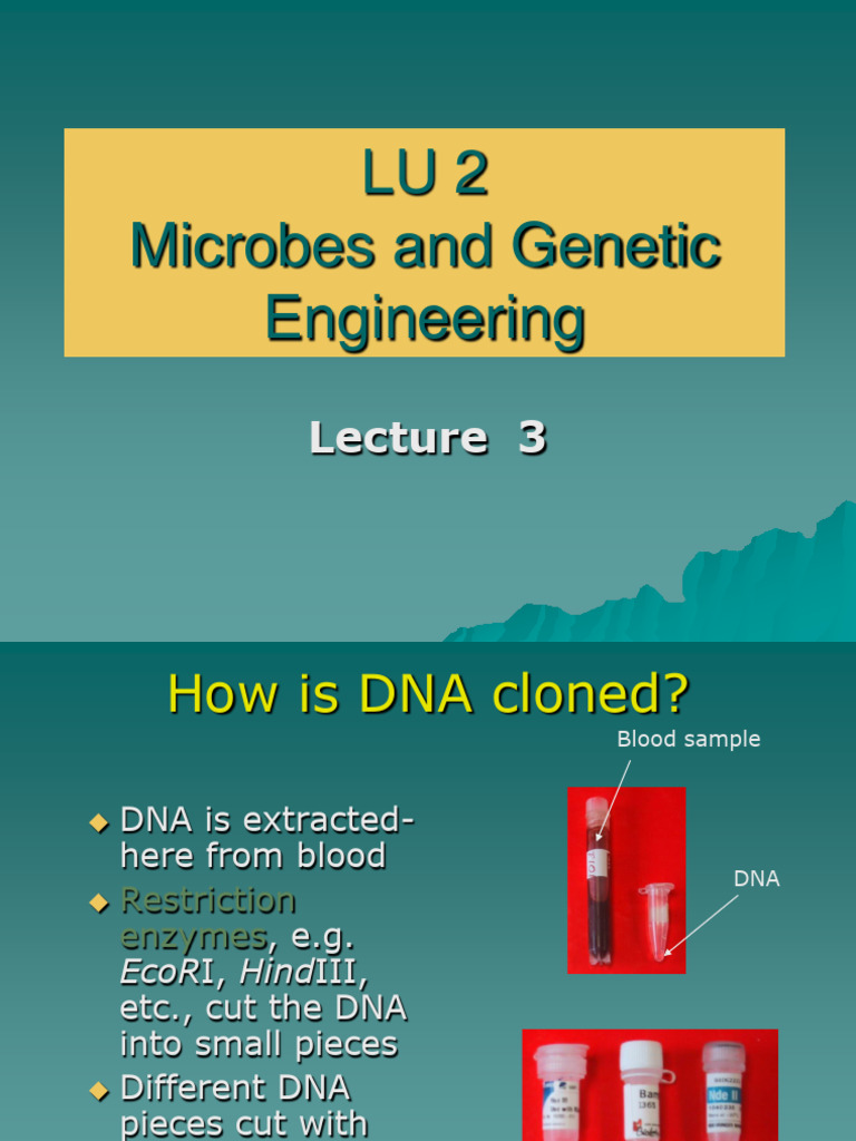 LU2 Genetic Engineering - Lecture 3 | PDF | Complementary Dna ... LU2 Genetic Engineering - Lecture 3 | PDF | Complementary Dna ...