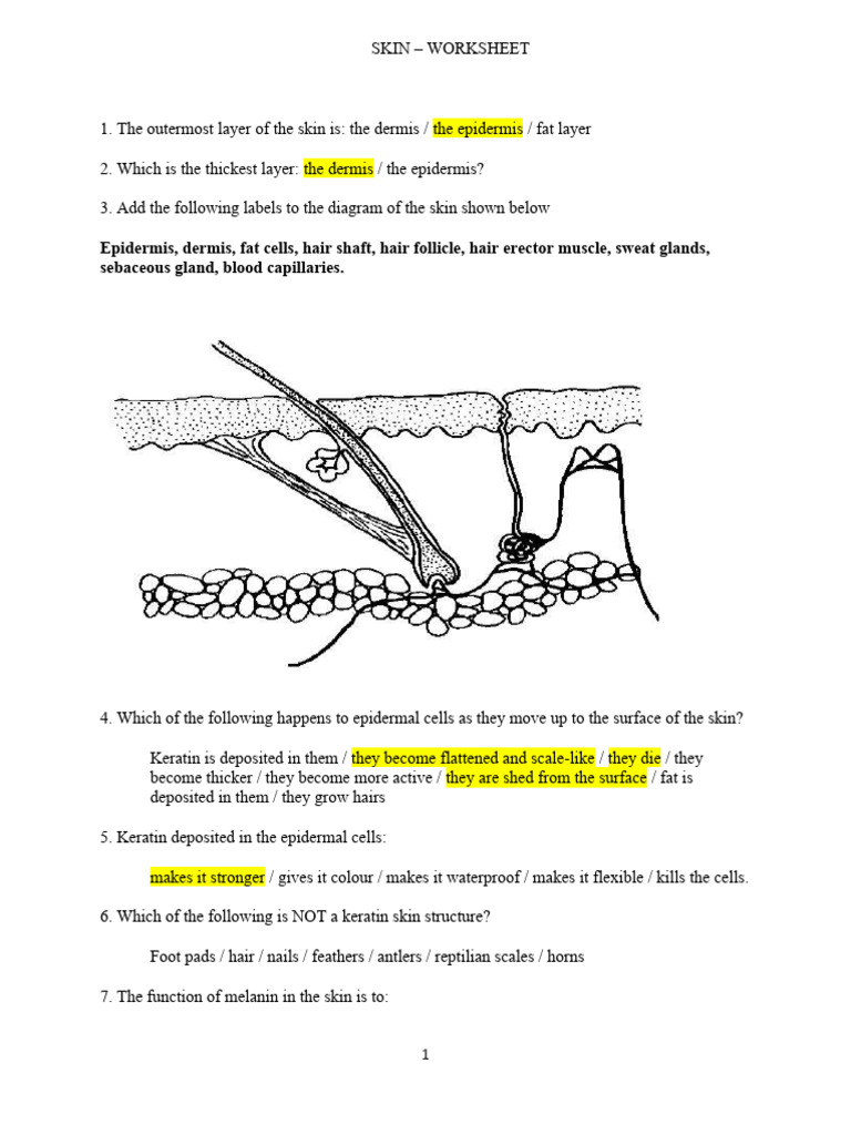Skin Structure - Worksheet | PDF | Skin | Epidermis