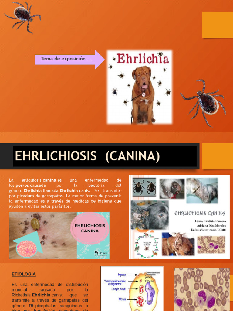 Erlichiosis Canina PDF Sangre Microbiolog a
