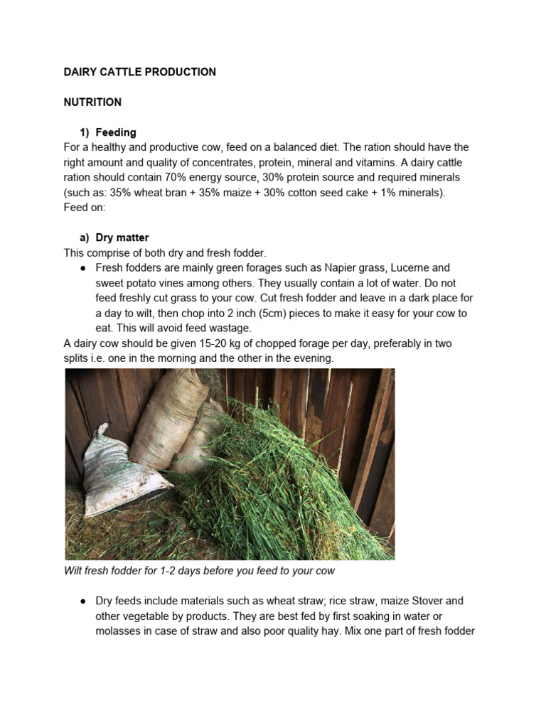 Dairy Cow Production | PDF | Cattle | Domesticated Animals