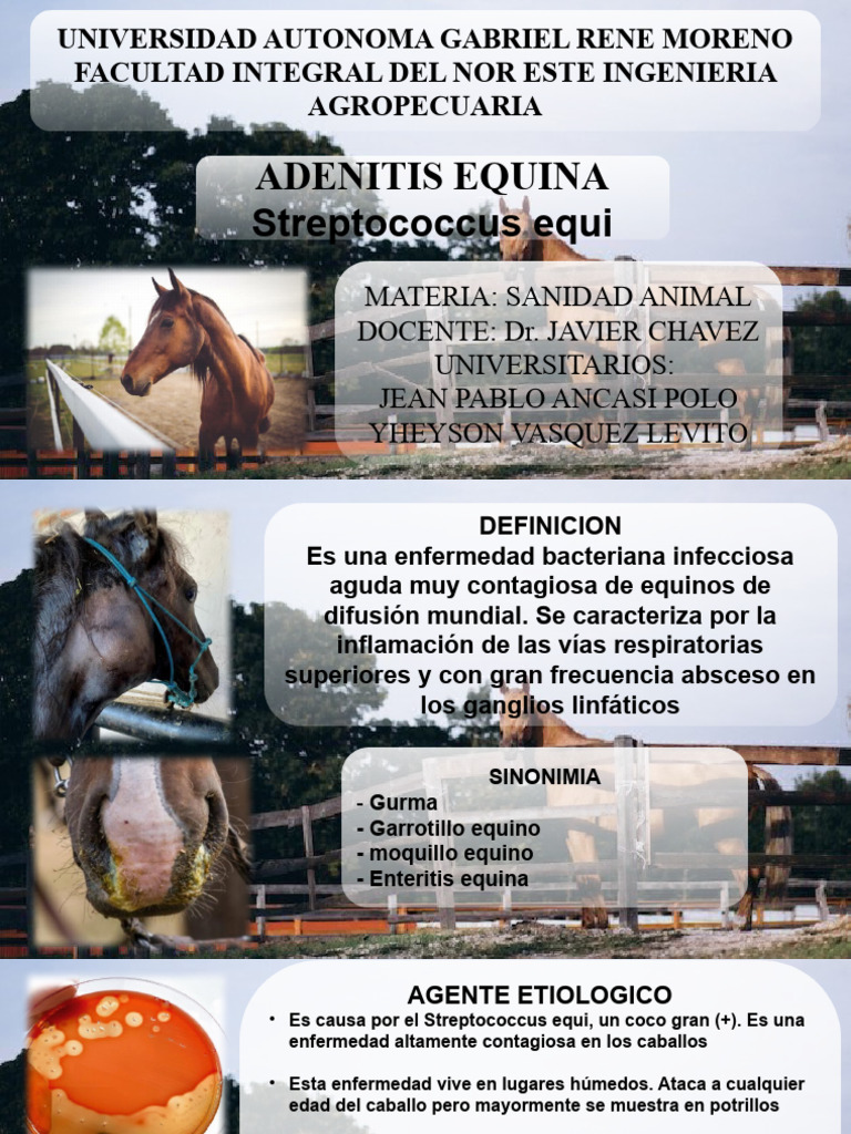 Adenitis Equina | PDF | Especialidades Medicas | Enfermedades y trastornos