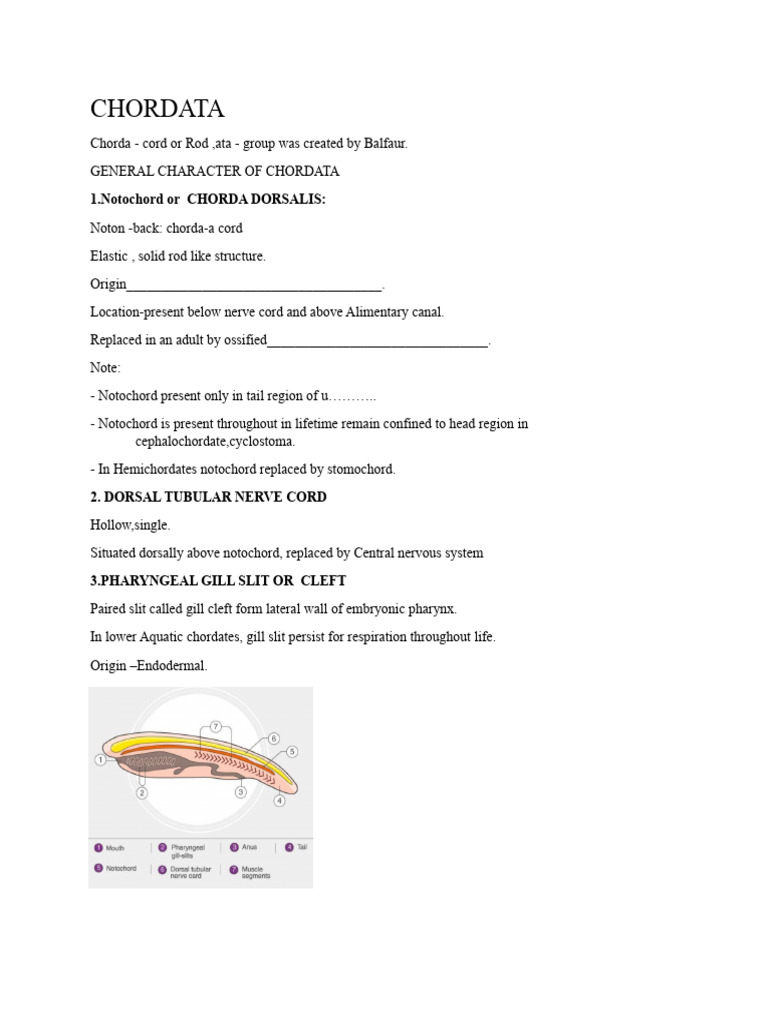CHORDATA | Download Free PDF | Chordates | Vertebrates