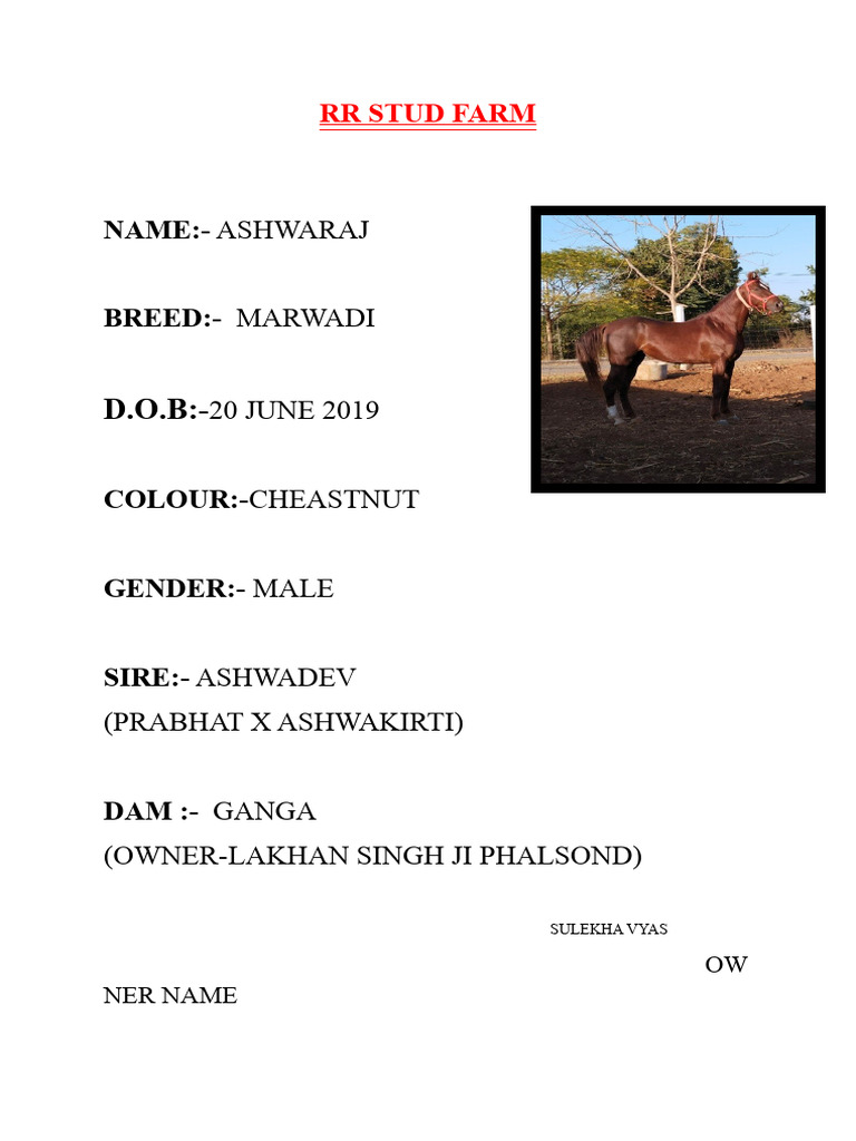 Ashwaraj: Marwadi Stallion Profile | PDF