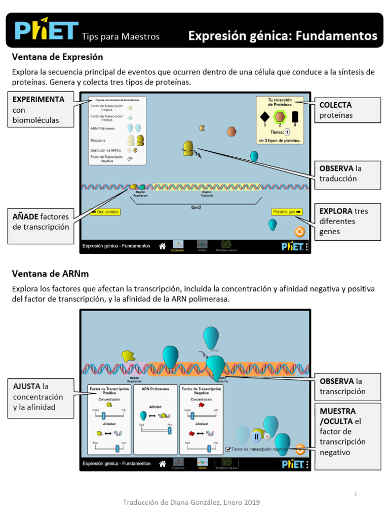 Phet Gene-Expression-Essentials-Html-Guide - Es | PDF | Messenger Rna ...